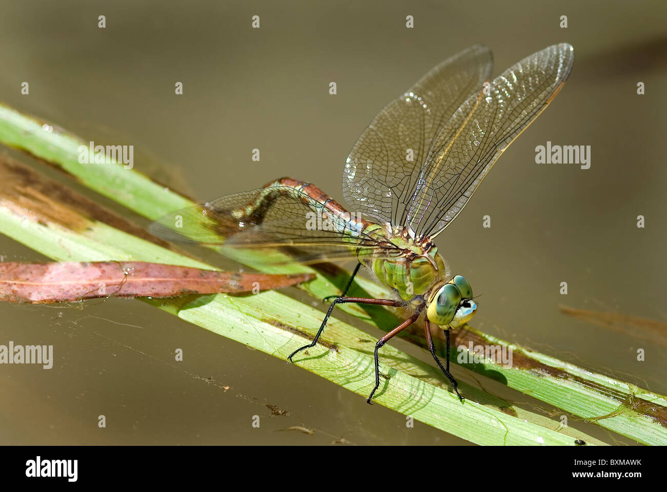 Blue Emperor dragonfly "Anax imperator" female ovopositing, Portugal ...