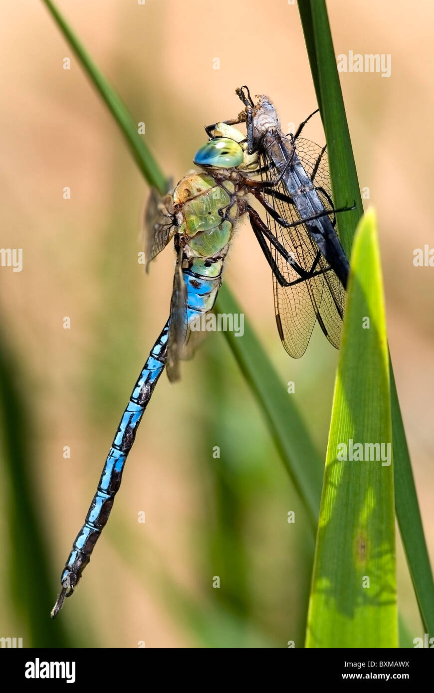 Blue Emperor dragonfly "Anax imperator" male eating another dragonfly, Portugal Stock Photo - Alamy