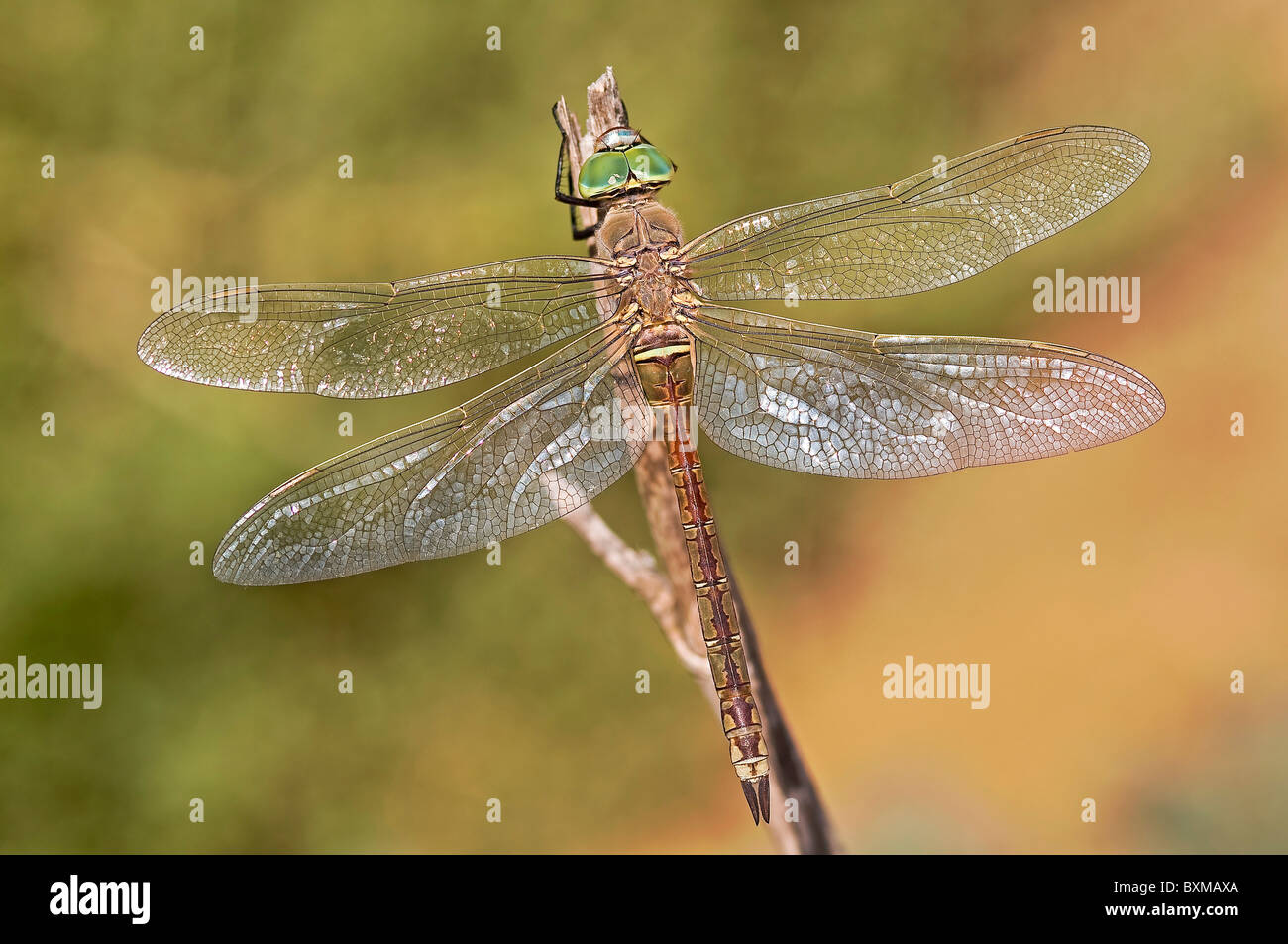 Lesser Emperor dragonfly "Anax parthenope" female, Portugal Stock Photo ...