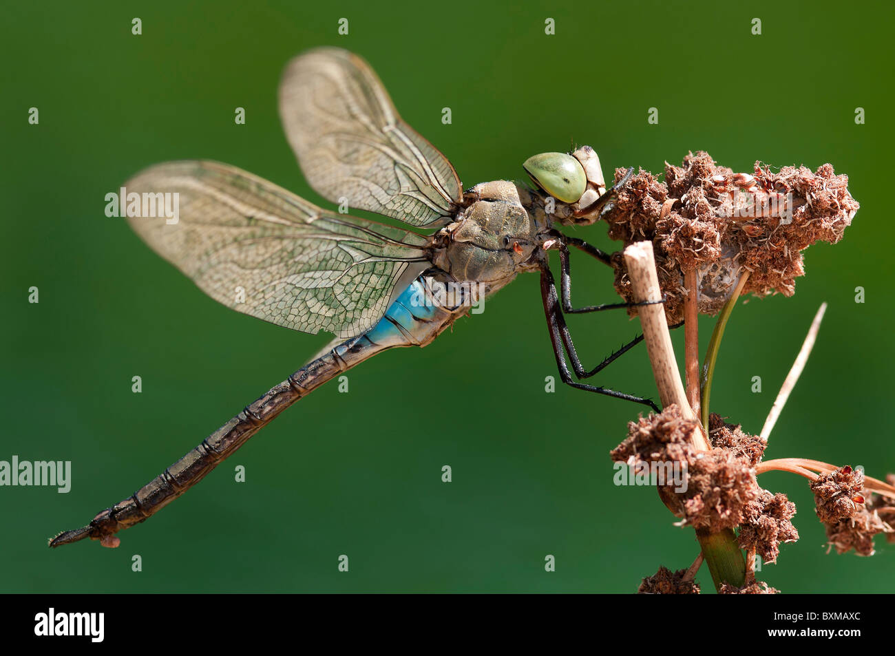 Lesser Emperor dragonfly "Anax parthenope" male, Portugal Stock Photo ...