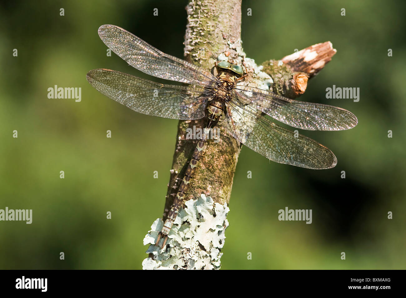 Western Spectre dragonfly "Boyeria irene", Portugal Stock Photo - Alamy