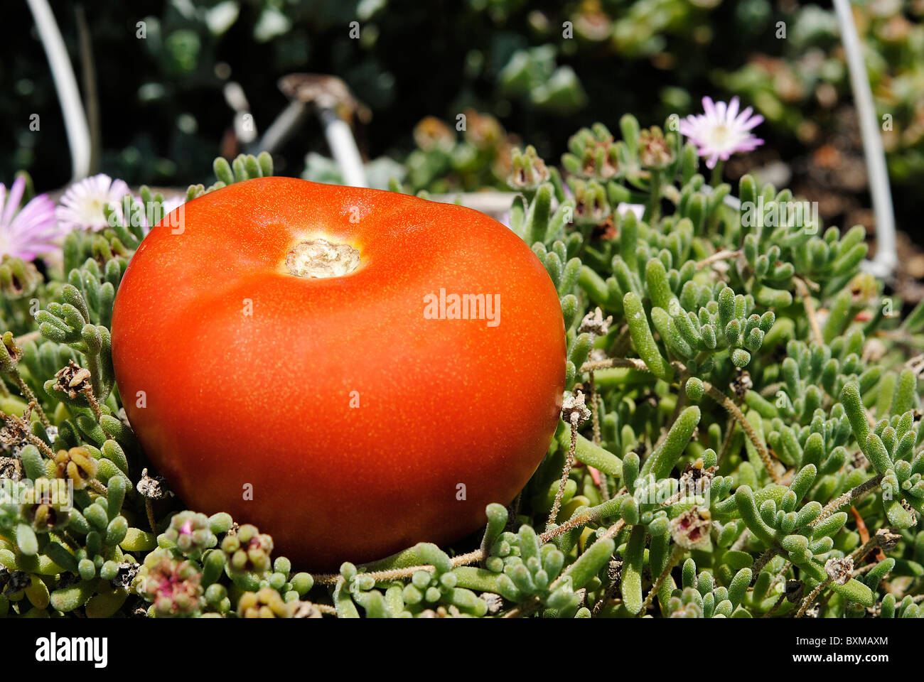 Take ripe red in plant from fig marigold, season's plant Stock Photo ...