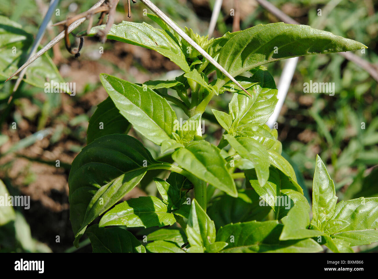 Basil, plant in his bitt normal, season spring and summer Stock Photo ...