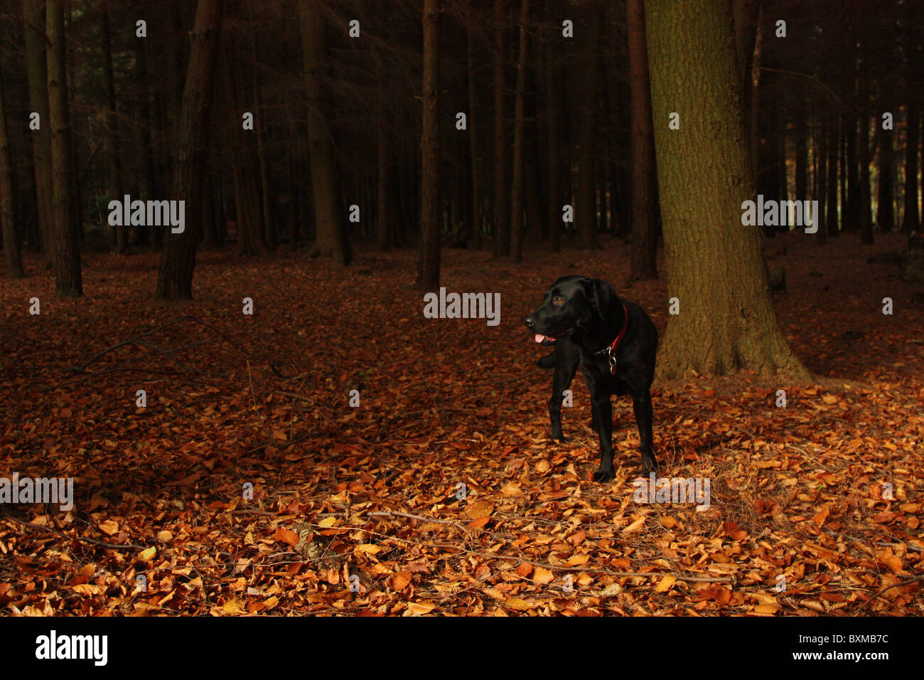 Black lab at sunset hi-res stock photography and images - Alamy