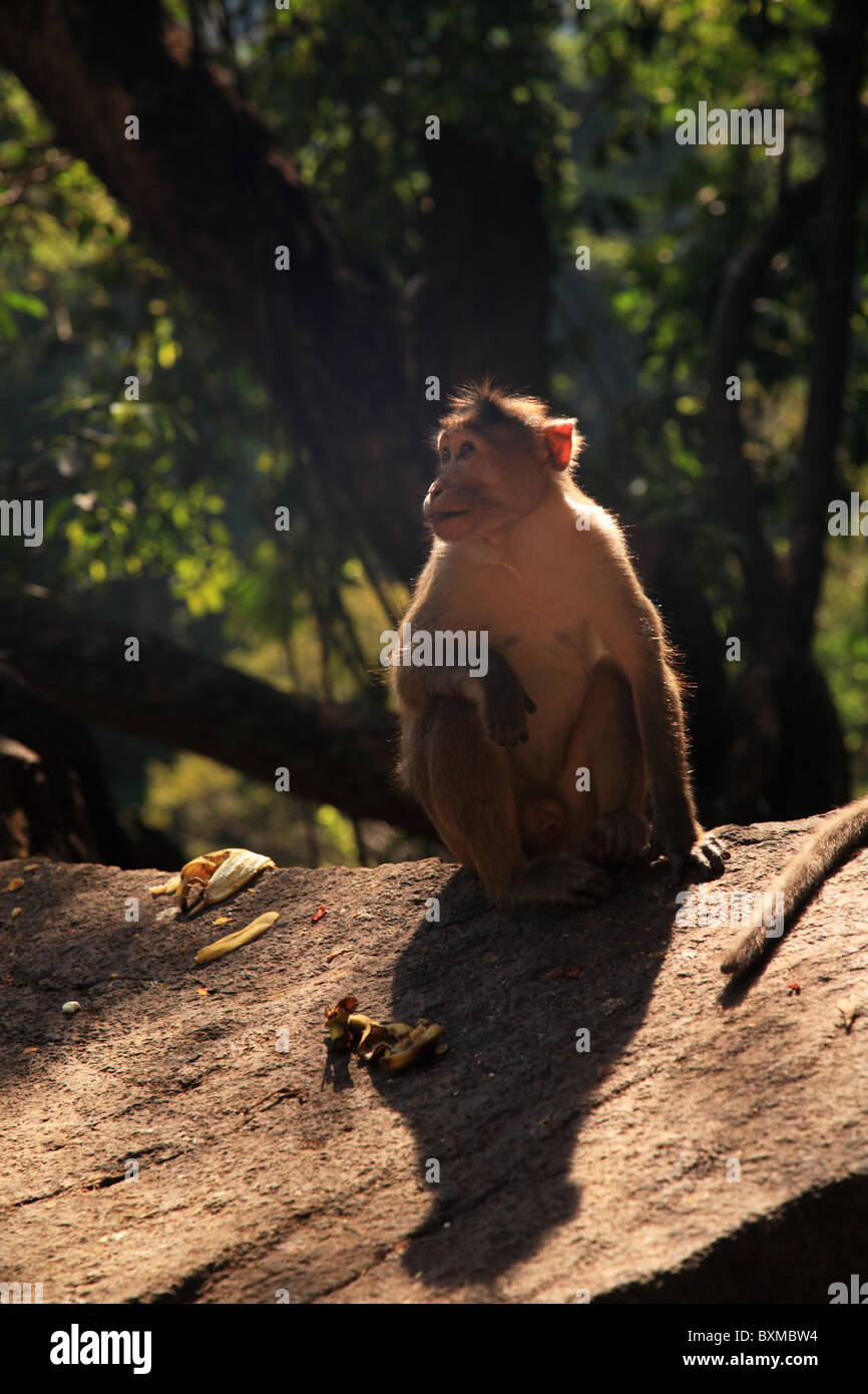 Langur Monkey in the jungle in Goa, India Stock Photo - Alamy