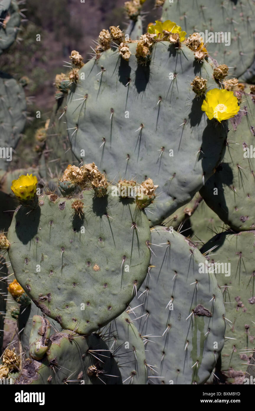 Opuntia robusta blooming (Wheel Cactus or Camuesa Stock Photo - Alamy