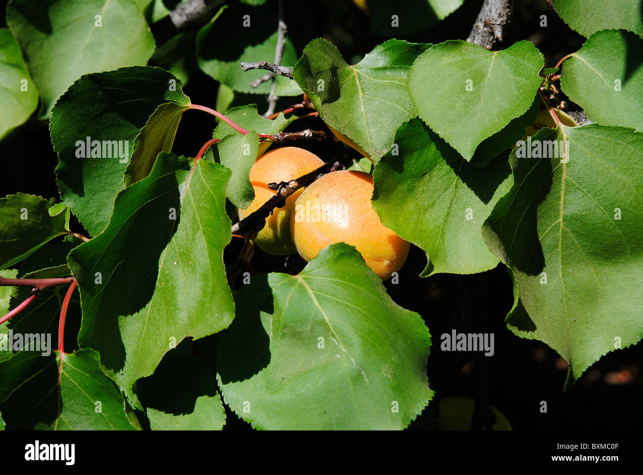 Fruit tree hedge hi-res stock photography and images - Alamy