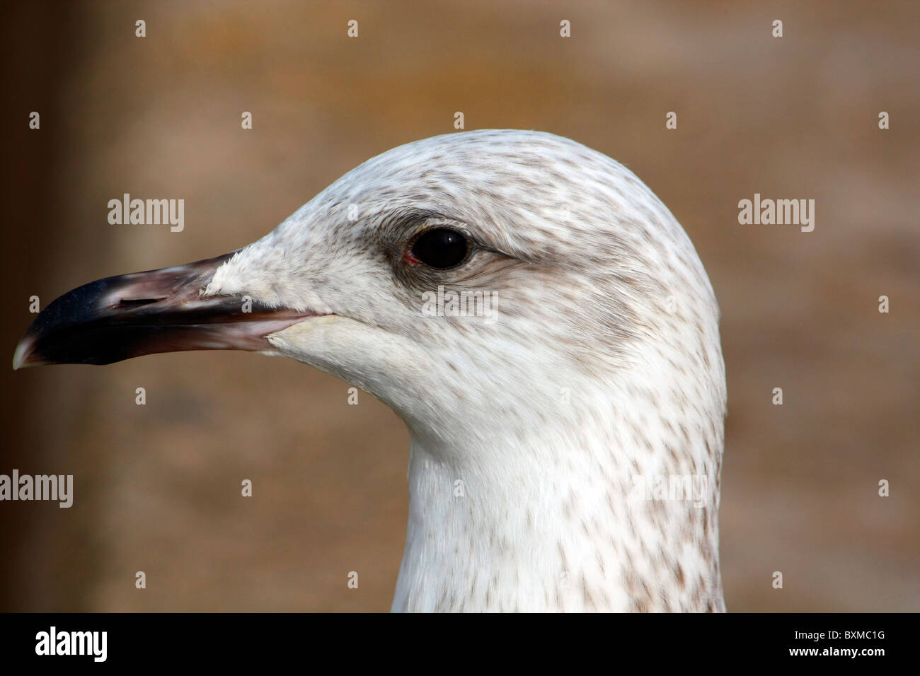 Close detail of the head of a juvenile yellow-legged gull Stock Photo ...