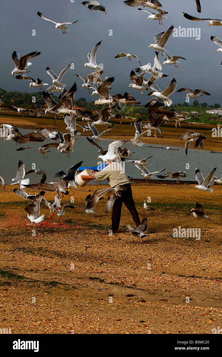 Man throws some fish leftovers on the ground and group of seagulls ...