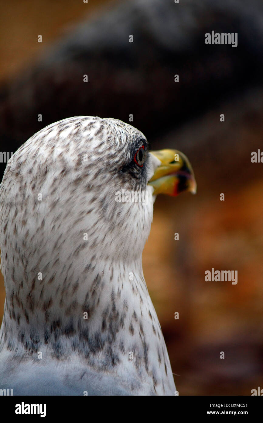 Closeup detail of the head of a juvenile seagull Stock Photo - Alamy
