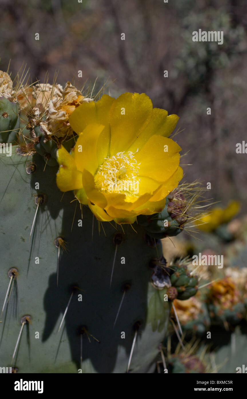 Opuntia robusta blooming (Wheel Cactus or Camuesa Stock Photo - Alamy