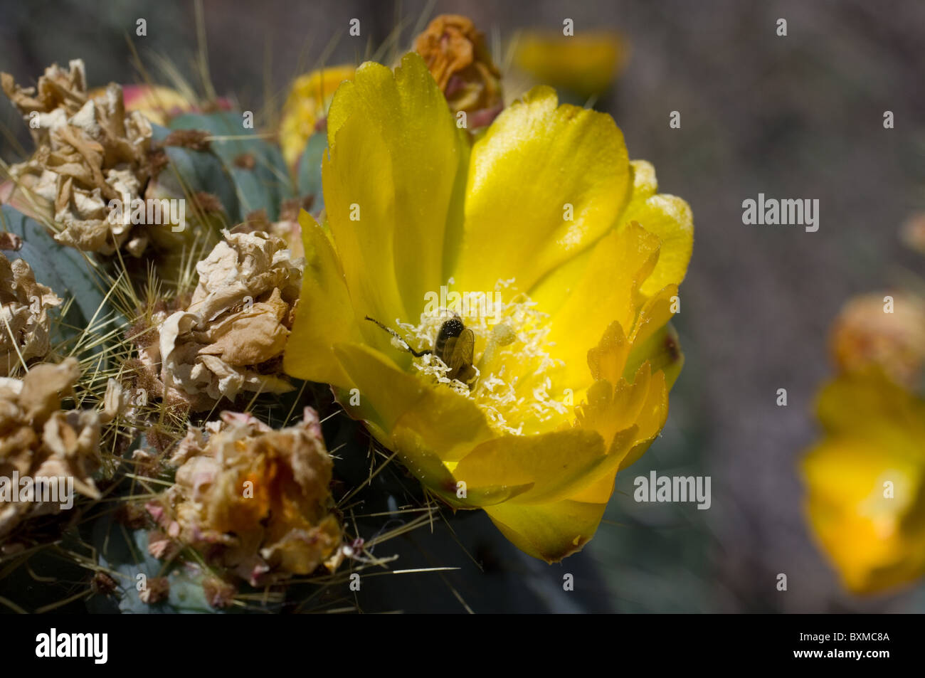 Opuntia Robusta Mexico High Resolution Stock Photography and Images - Alamy