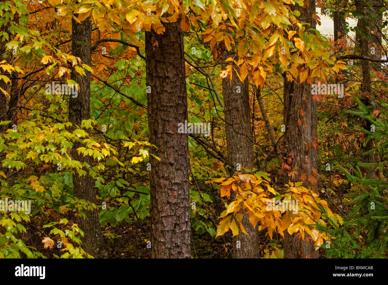 Autumn Leaves, Trees, East Tennessee Stock Photo - Alamy