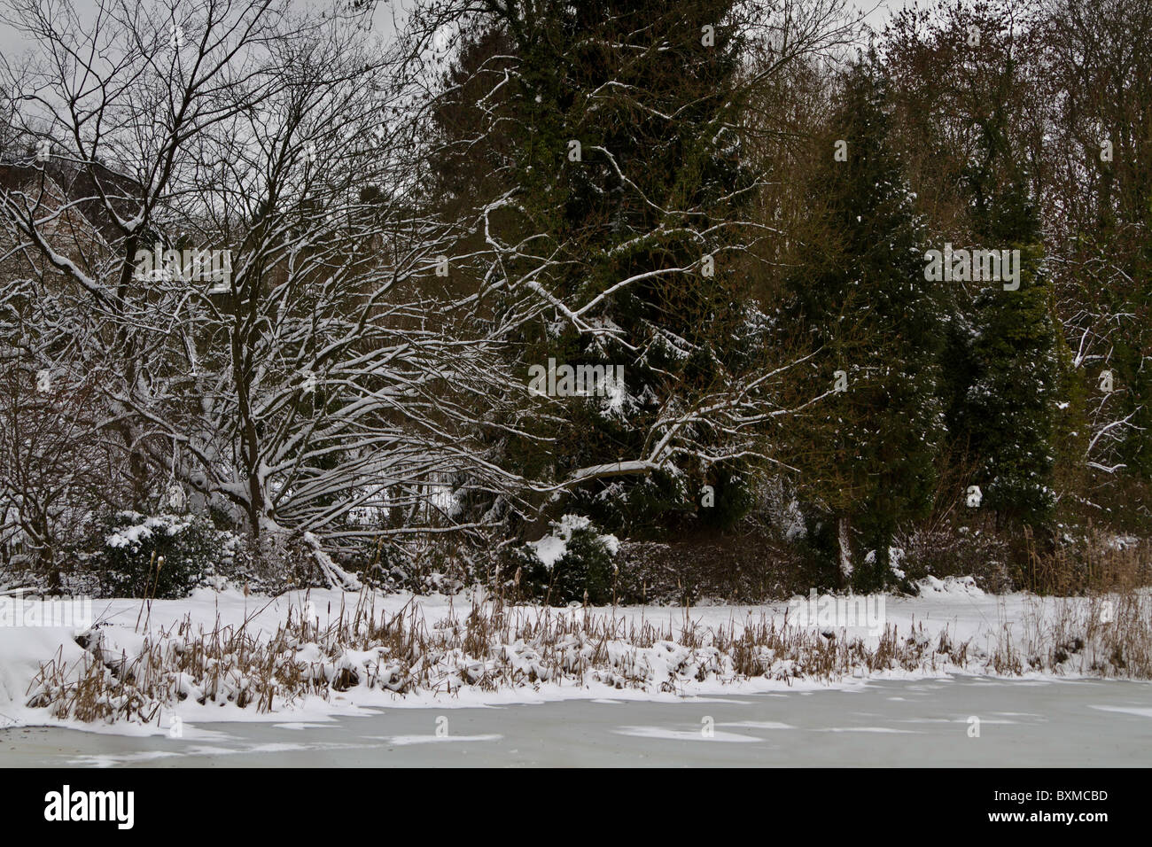 Dark forest pond hi-res stock photography and images - Alamy