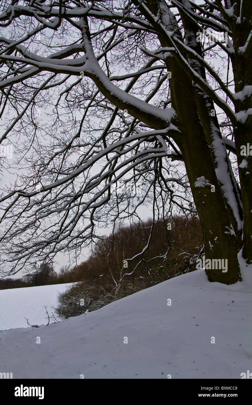 Cold dark forest hi-res stock photography and images - Alamy