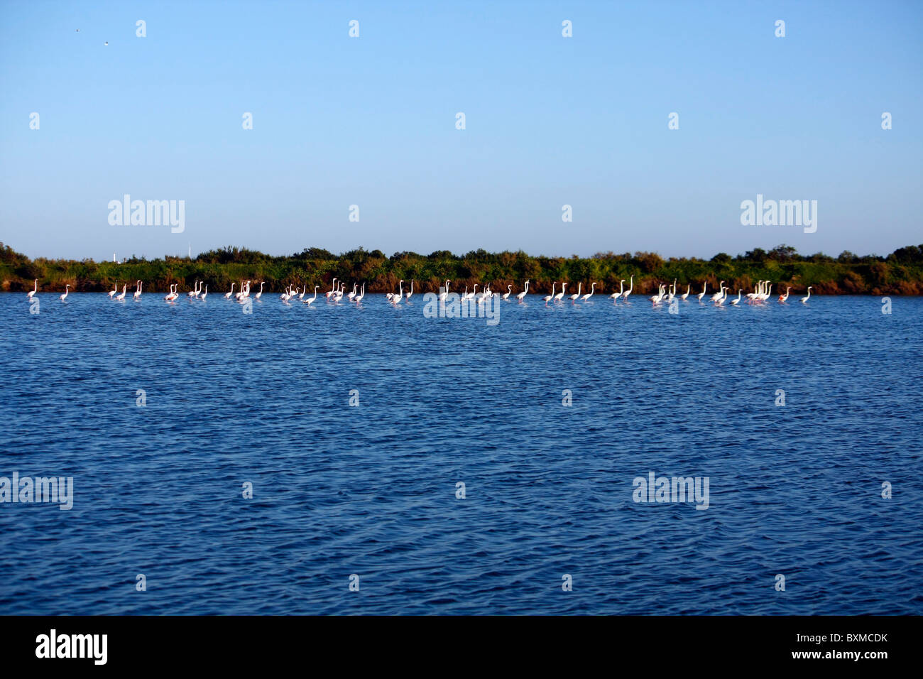 Ria formosa natural park bird hi-res stock photography and images - Alamy