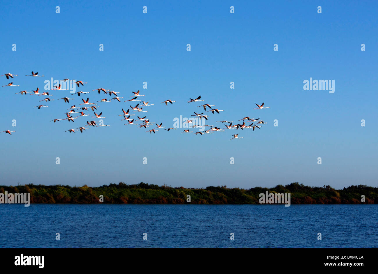 Ria formosa natural park bird hi-res stock photography and images - Alamy