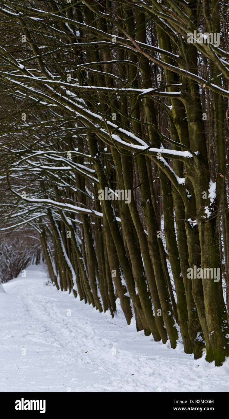 Pathway through the trees hi-res stock photography and images - Alamy