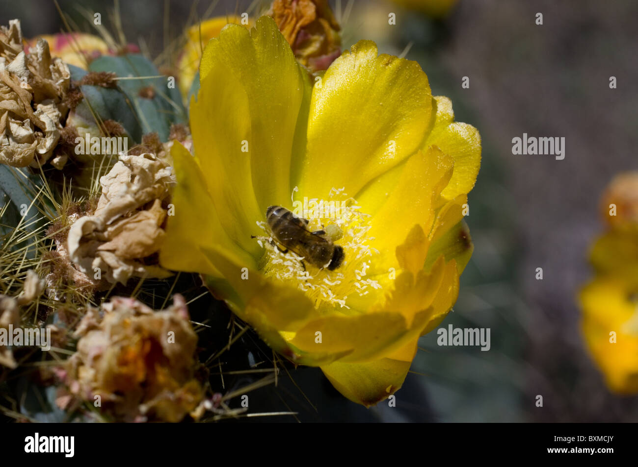 Bee feeding from Opuntia robusta flower (Wheel Cactus or Camuesa Stock ...