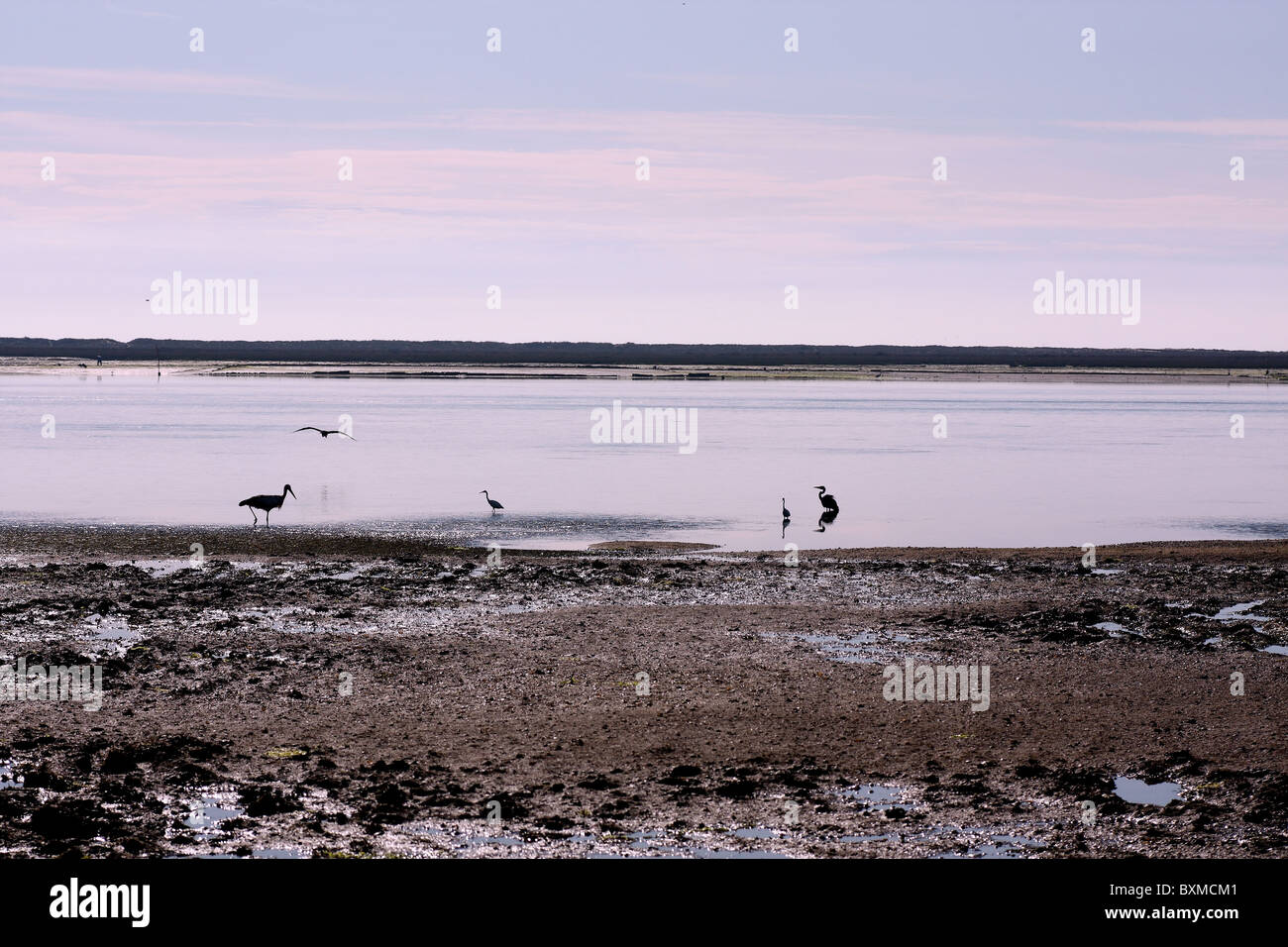 View of some shoreline birds at the beach at dawn catching small fish ...