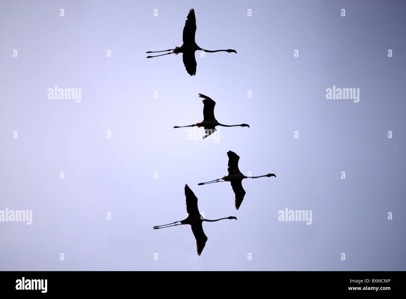 Four flamingos with wings wide open flying on the air Stock Photo - Alamy