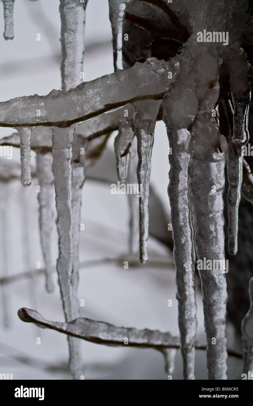Winter in the forest, icicles form on tree branches Stock Photo - Alamy