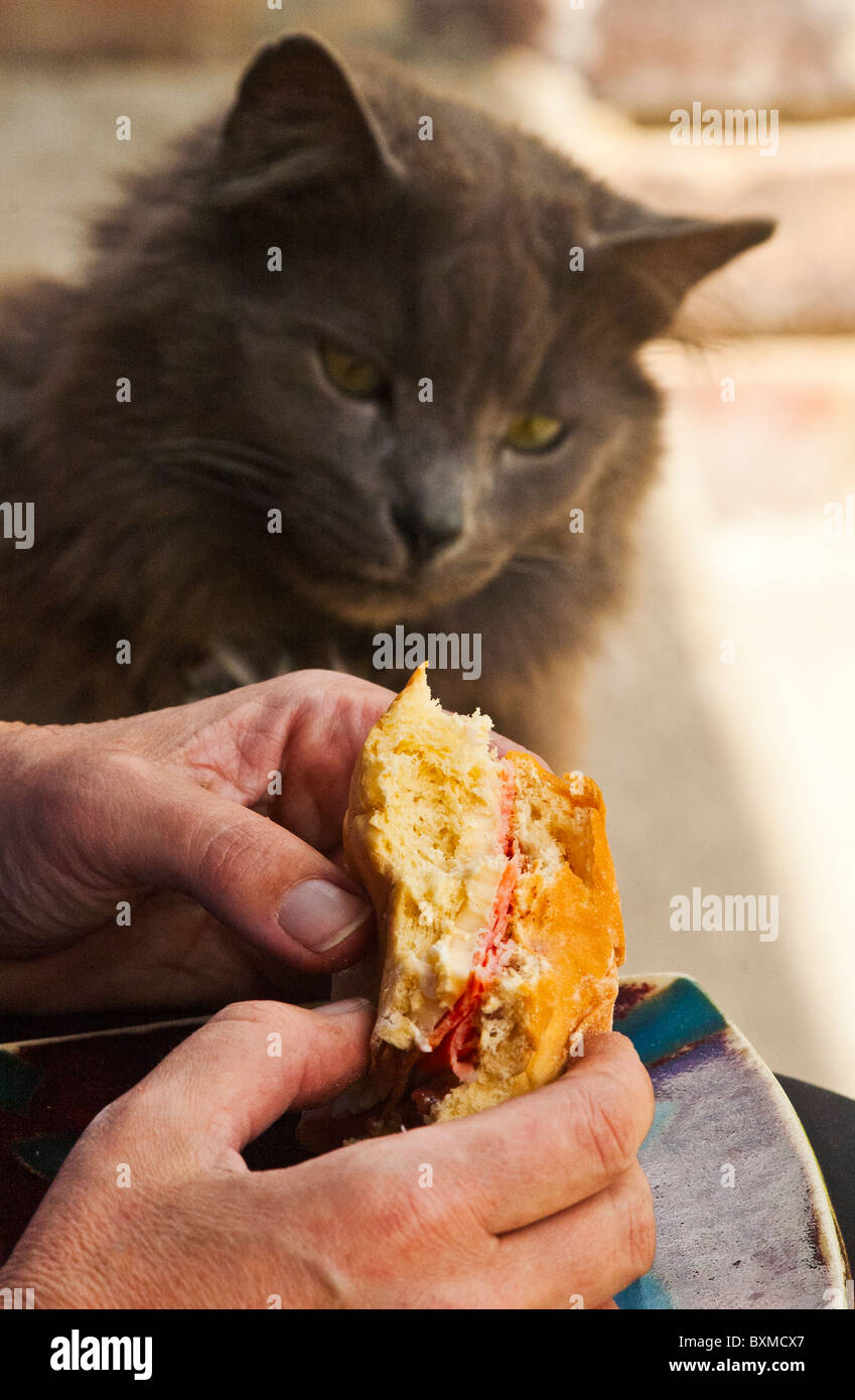 Cat intently focused on hands holding a ham sandwich Stock Photo - Alamy
