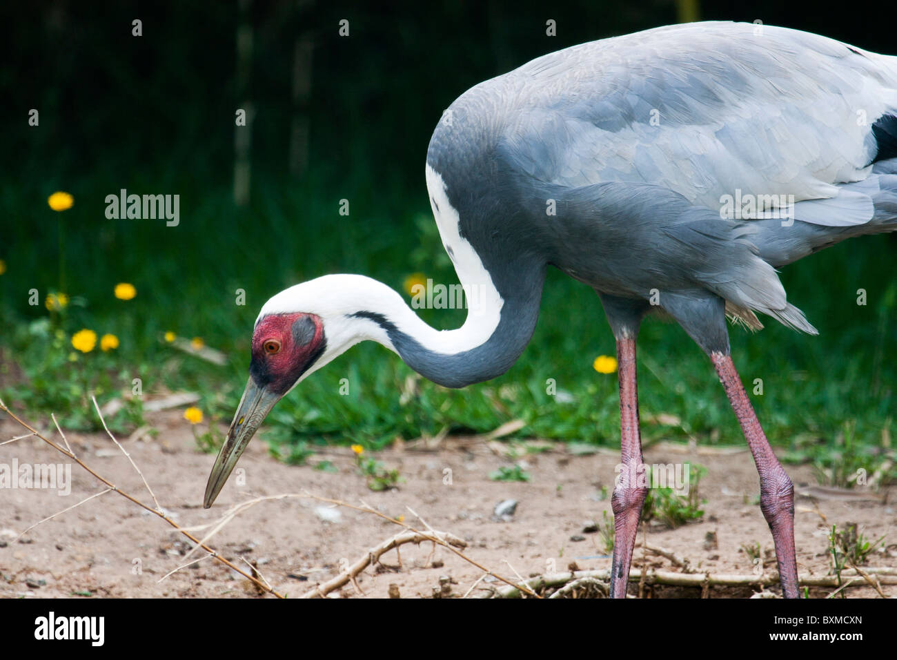 Close view of a white-naped crane bird looking for food Stock Photo - Alamy