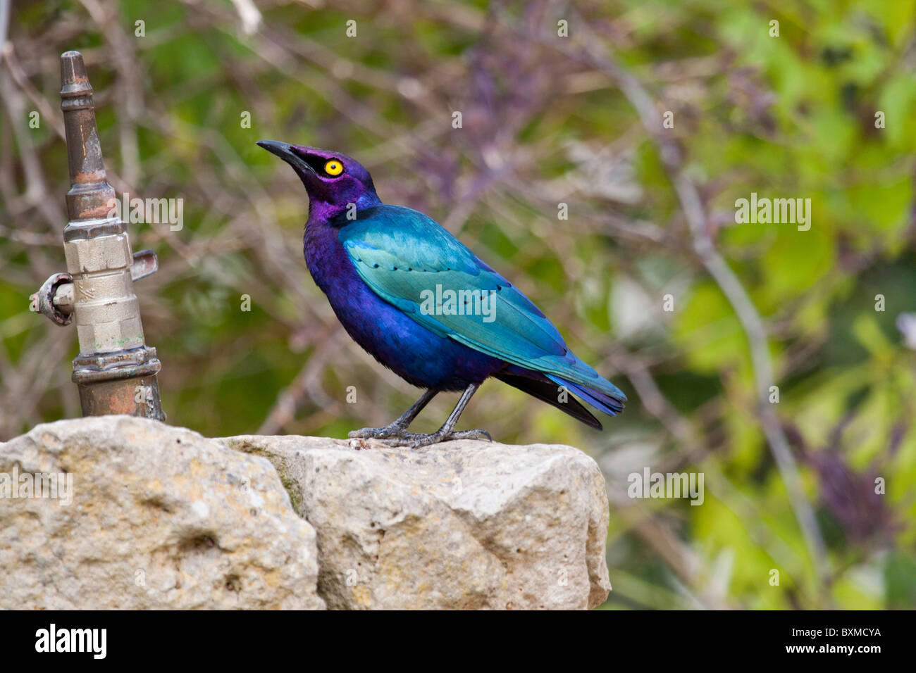 Purple glossy starling hi-res stock photography and images - Alamy