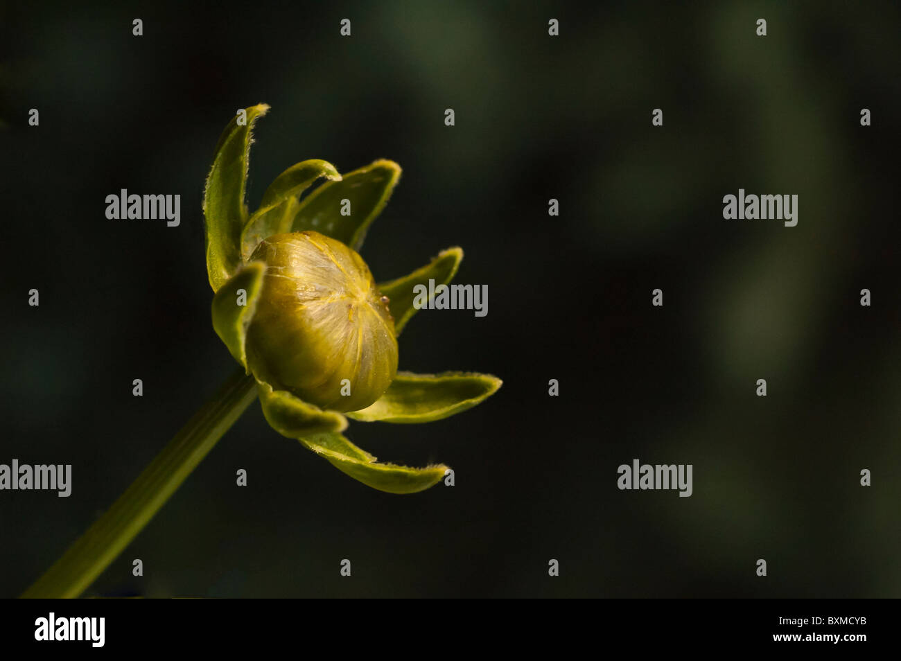 Bud of an opening flower Stock Photo - Alamy