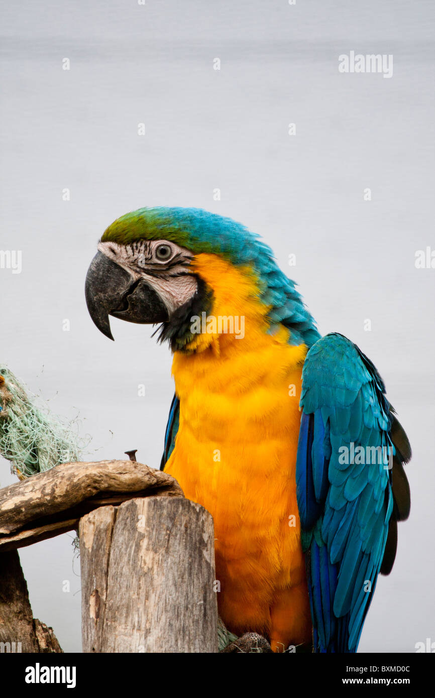 Close view of a beautiful blue-and-yellow macaw in captivity Stock ...