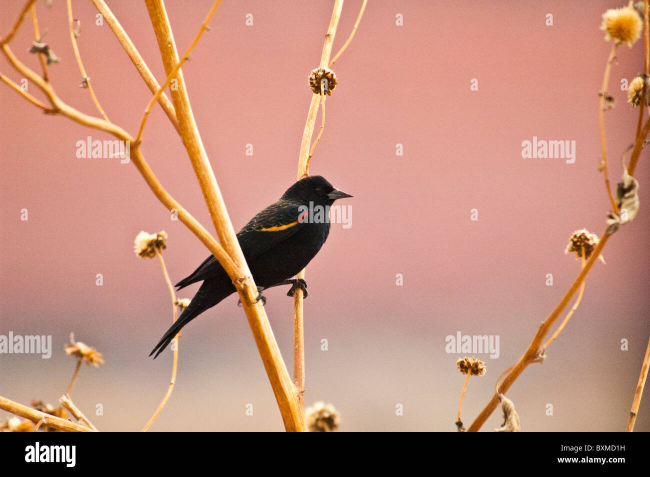 Red-winged blackbirds, Agelaius phoeniceus Stock Photo - Alamy