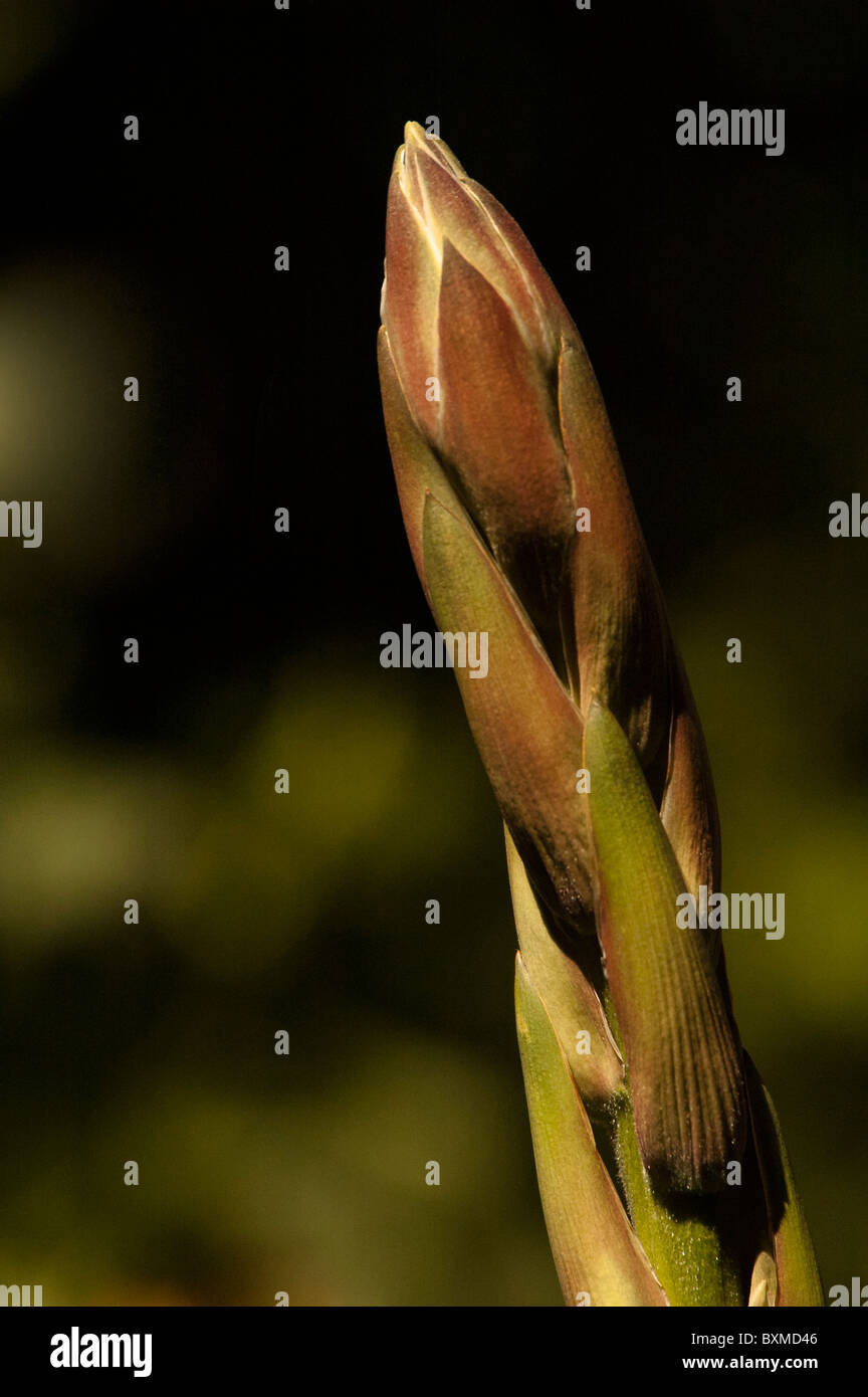 Yucca bloom spike in close-up Stock Photo - Alamy