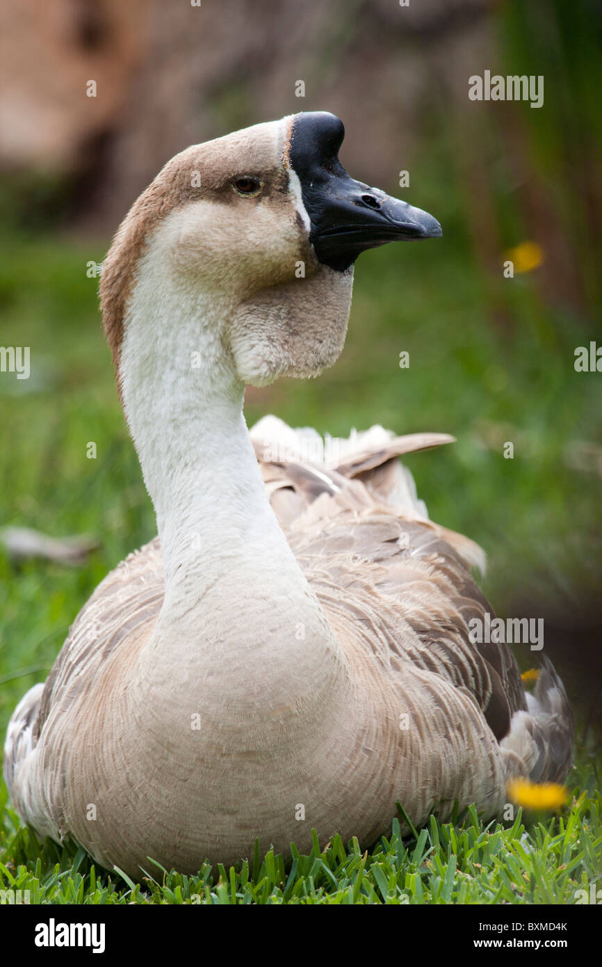 African goose hi-res stock photography and images - Alamy
