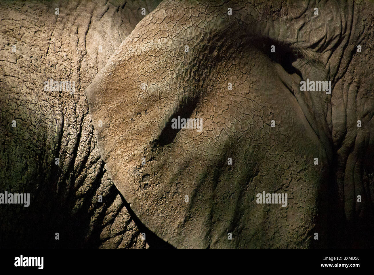 Detail of elephant's ear Stock Photo - Alamy