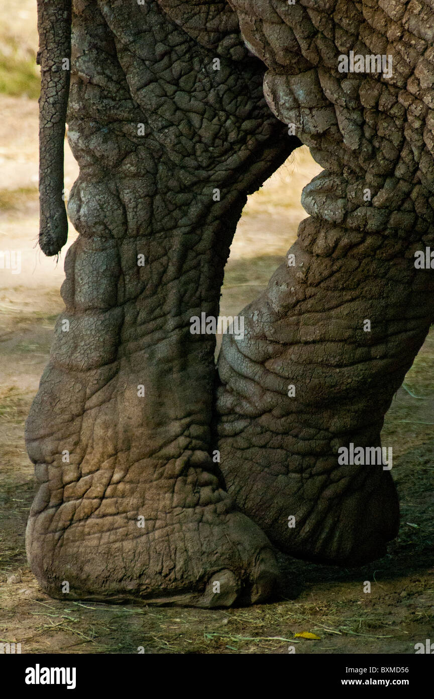 Detail of elephant feet Stock Photo - Alamy
