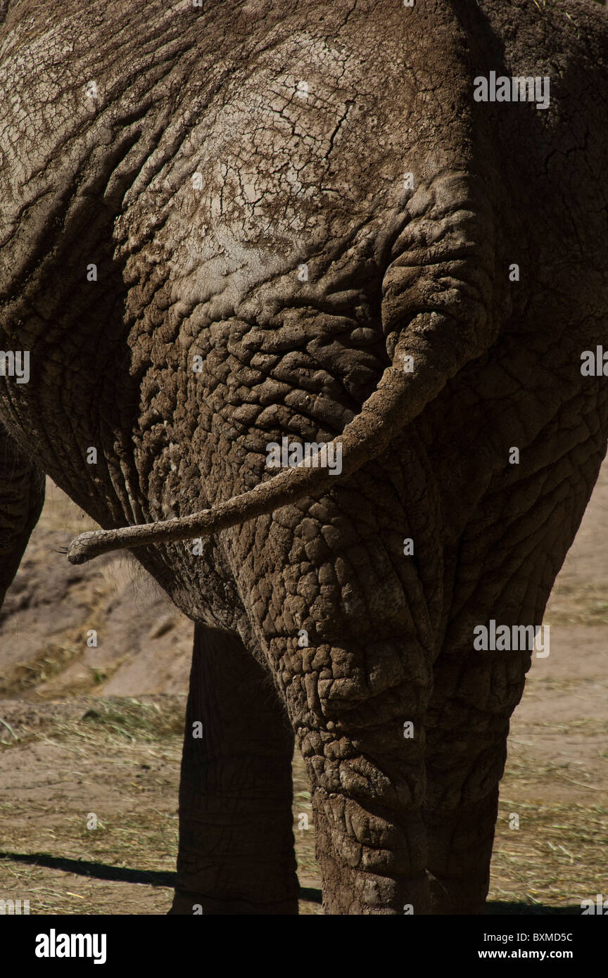 Elephant tail detail Stock Photo - Alamy