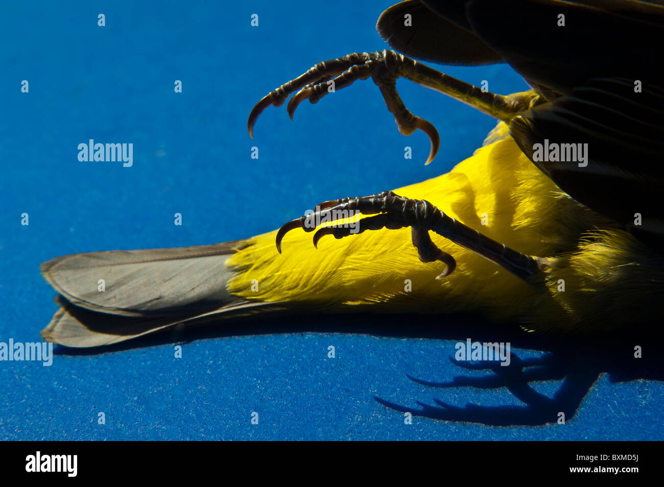 Feet and tail of a dead Western Tanager, Piranga ludoviciana Stock ...