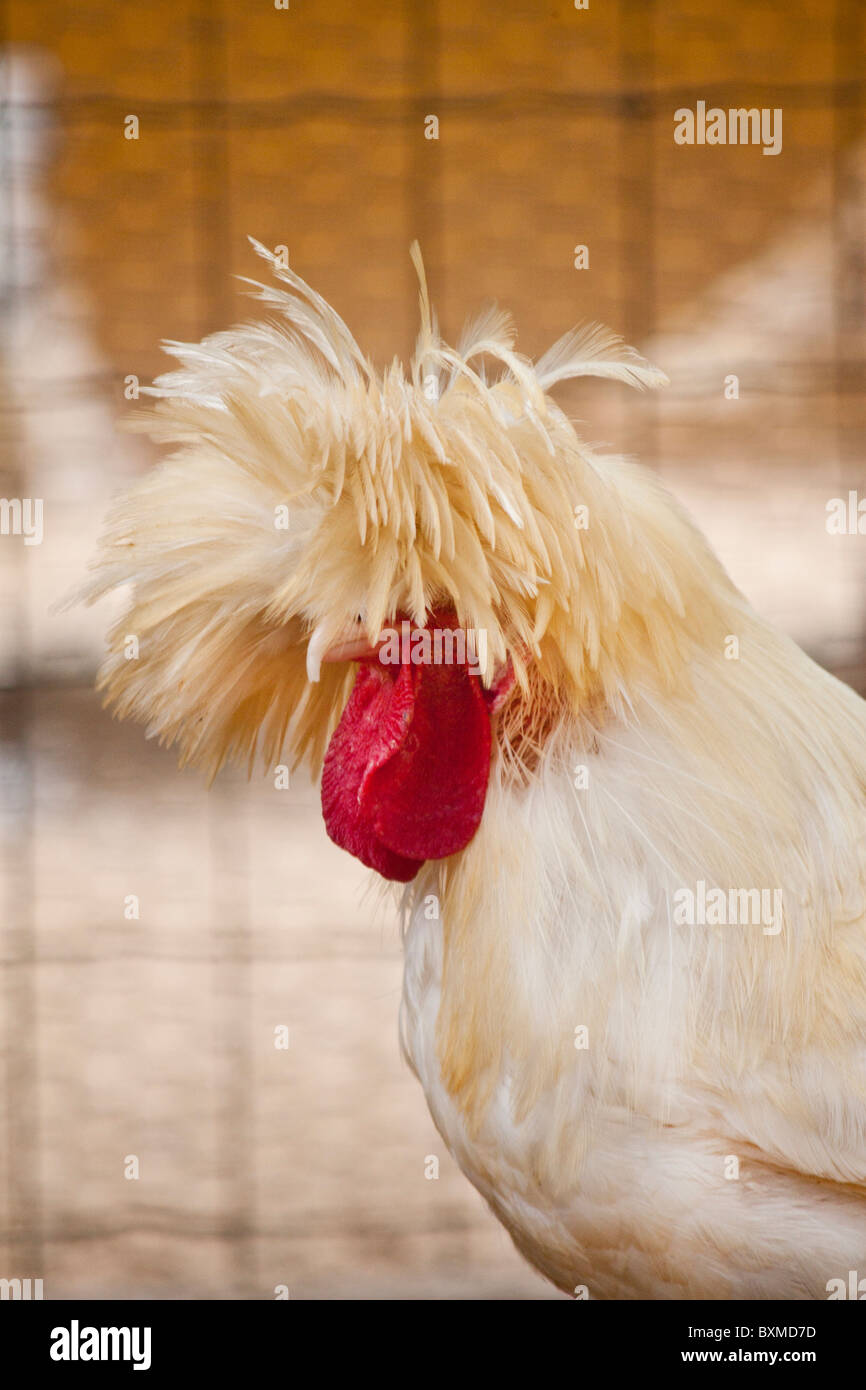 Close up view of the head of a Polish frizzle chicken breed Stock Photo ...