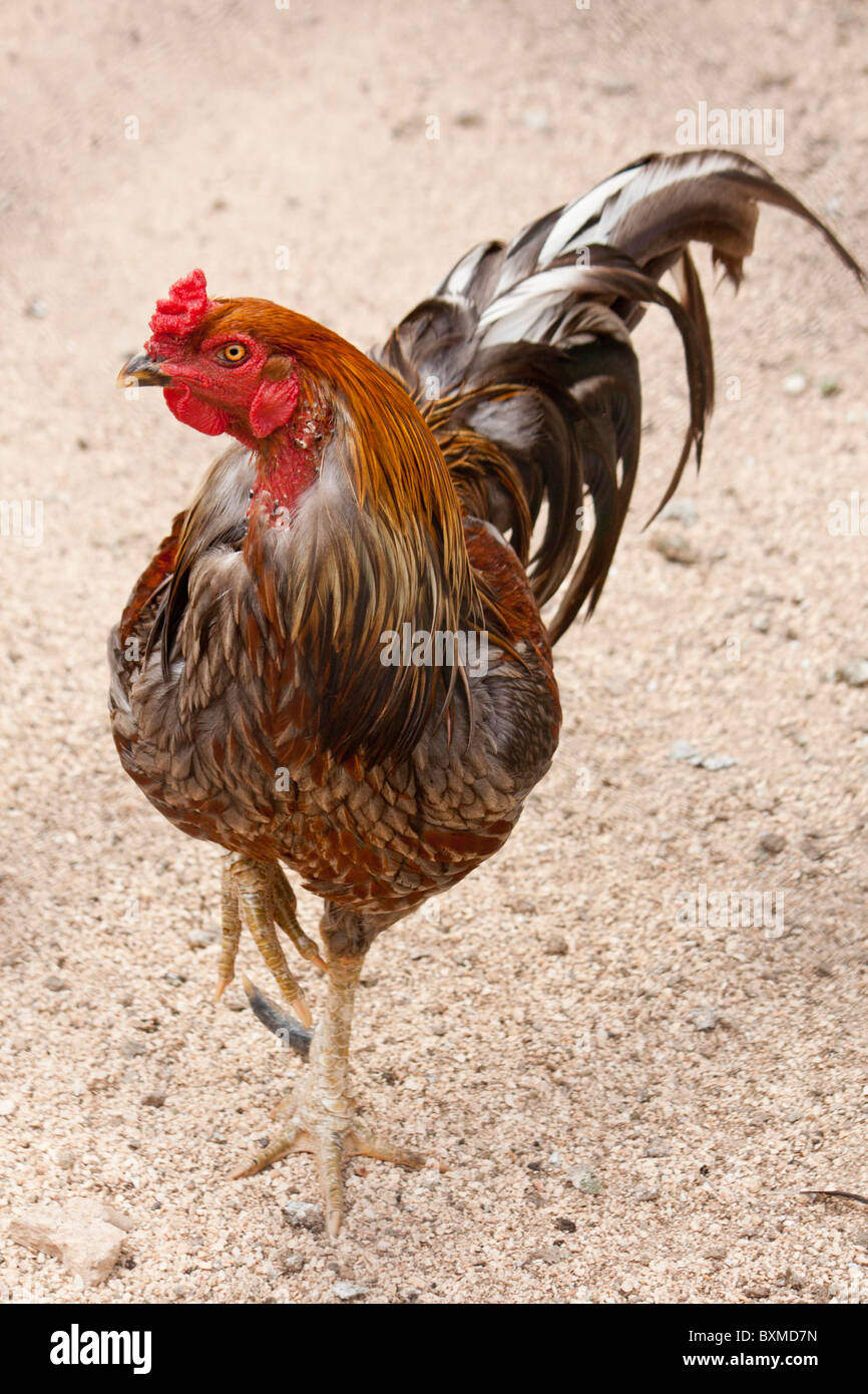 Closeup view of a young Black Breasted Red Cubalaya Rooster Stock Photo ...