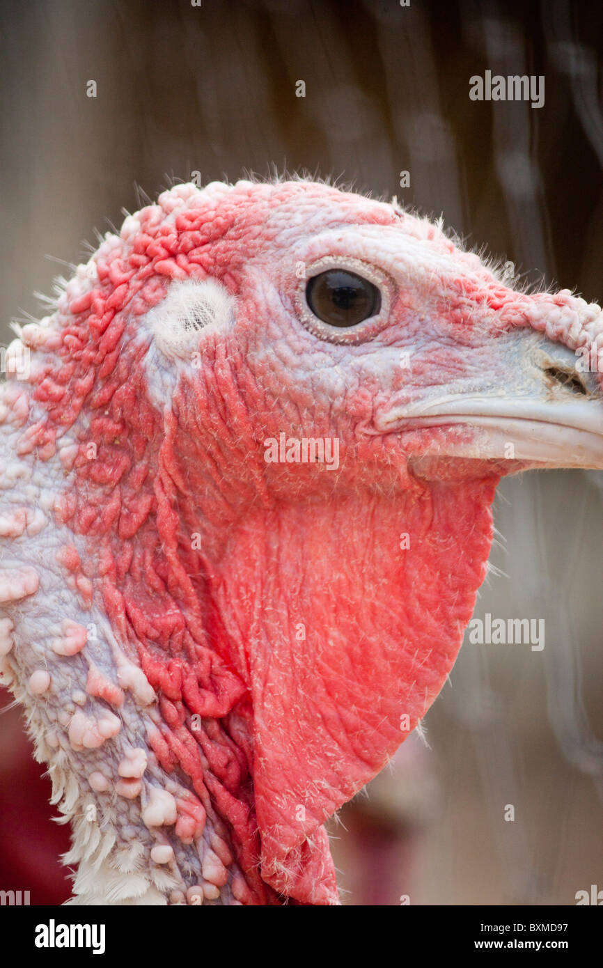 Wild turkey head close up view hi-res stock photography and images - Alamy