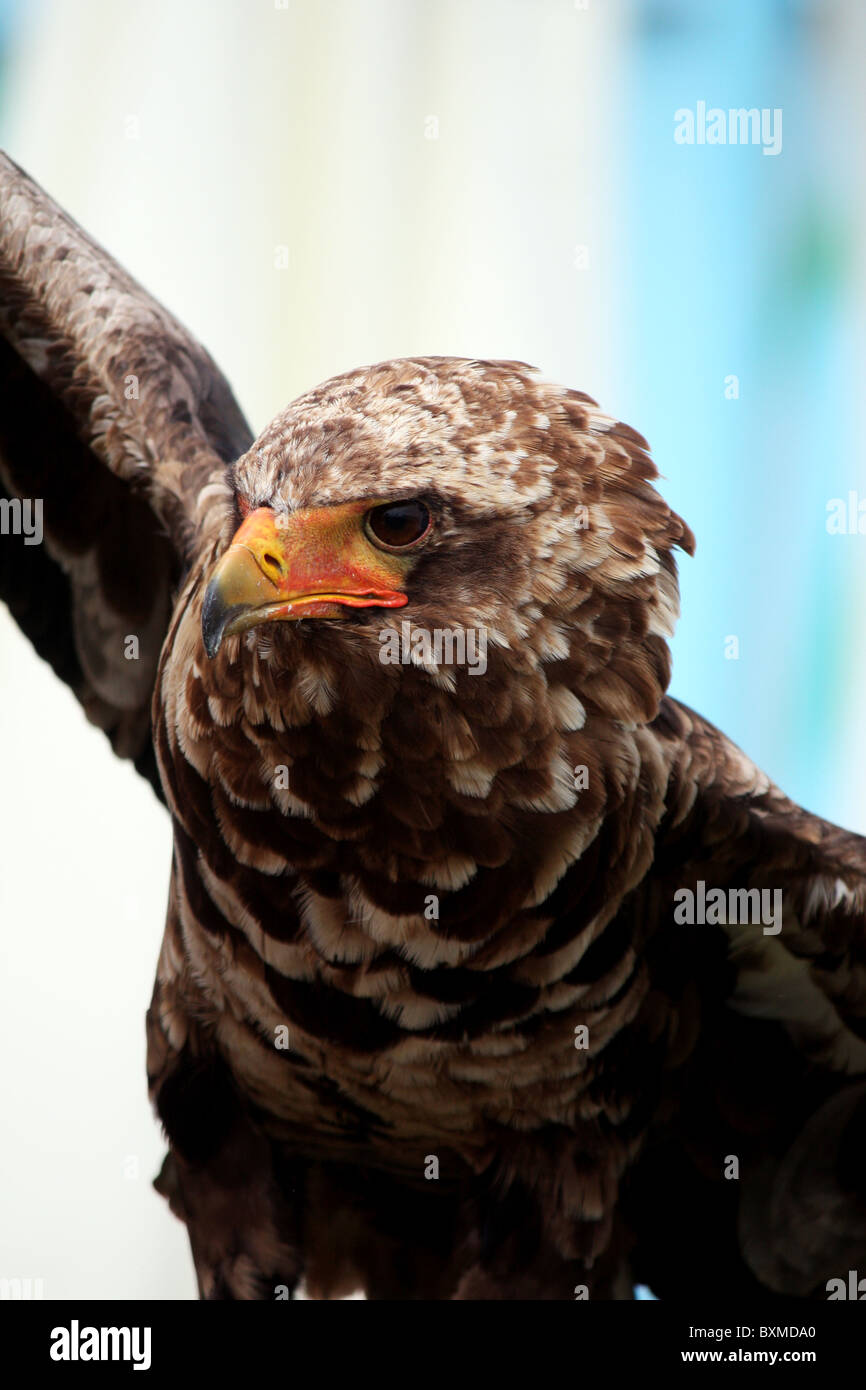 Closeup view of a young juvenile bateleur eagle in plain flight Stock ...