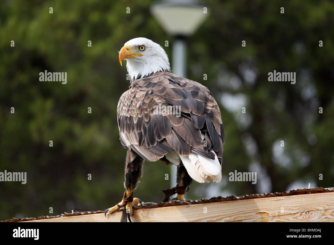 American Bald Eagle Bird
