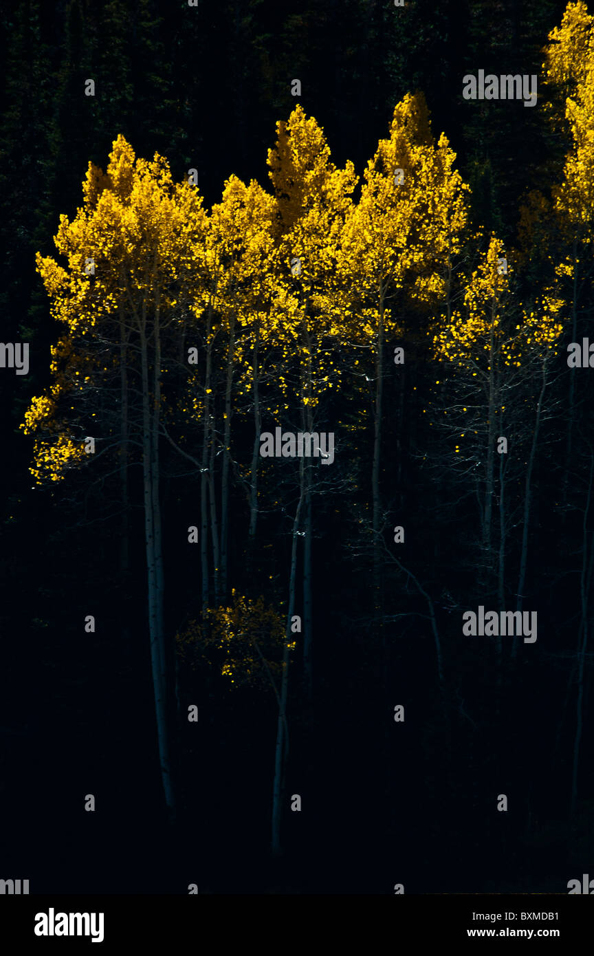 Aspens in full fall colour Stock Photo - Alamy