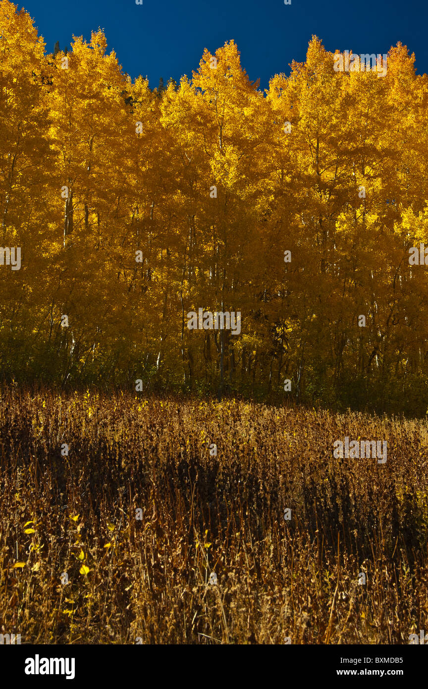Aspen meadow with aspens in full fall colour Stock Photo - Alamy