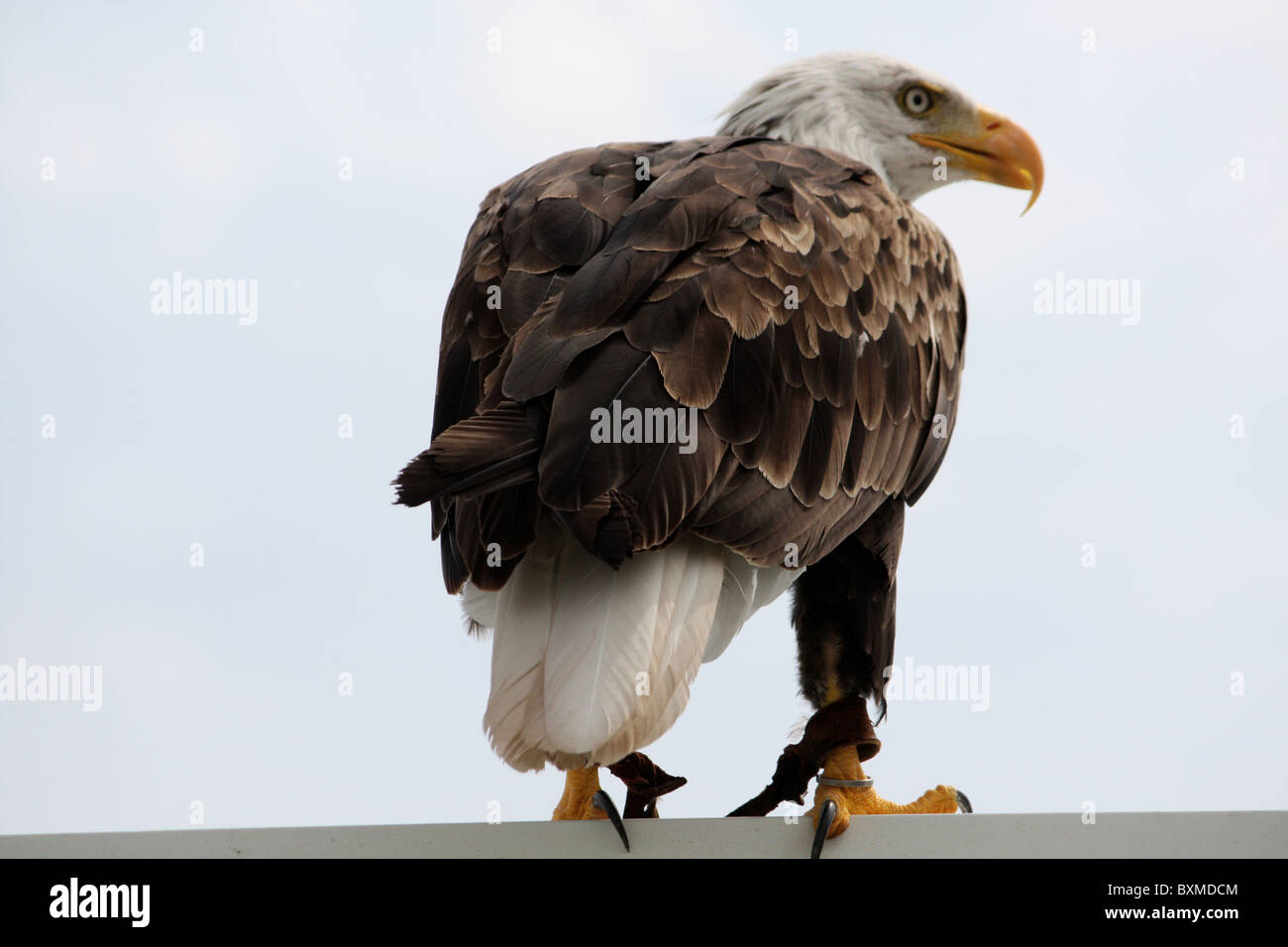 View of an American bald eagle bird of prey on top of a house Stock ...