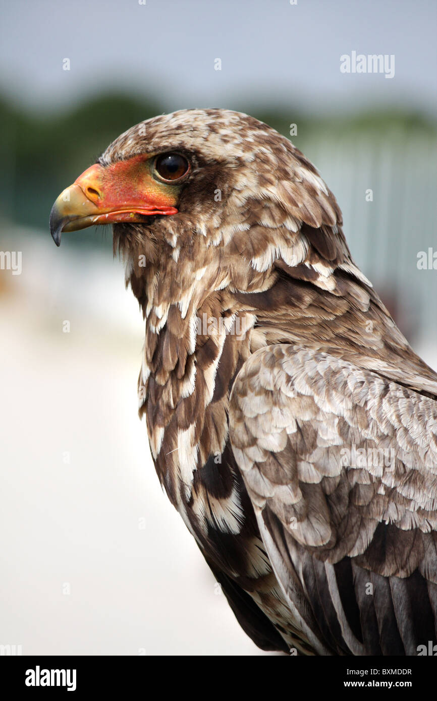 Close up view of a juvenile bateleur eagle Stock Photo - Alamy