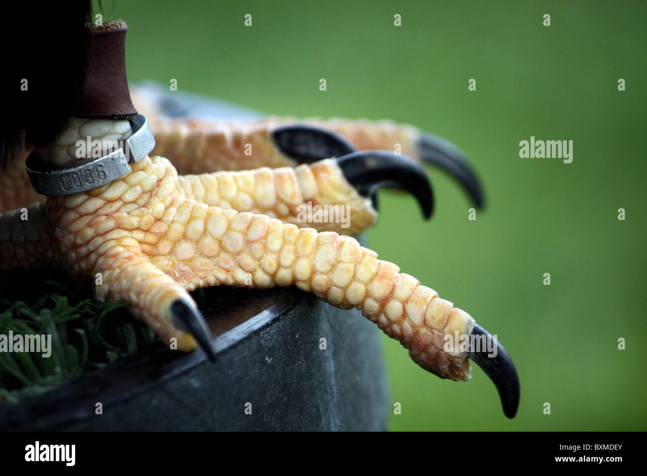 Closeup view of the claws of an eagle marked with a identification ring ...