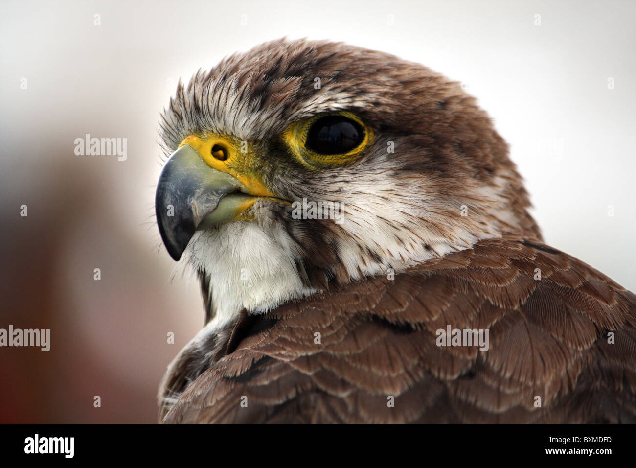 Closeup view of the head of a saker falcon Stock Photo - Alamy