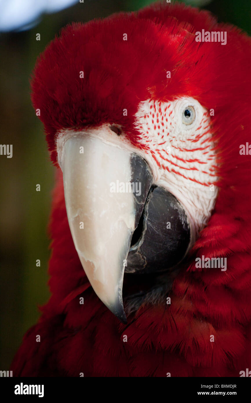 Close up view of the head of a Scarlet Macaw Stock Photo - Alamy